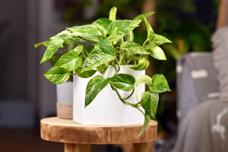 Short on Light? These 4 Houseplants Are For You - DFW Property ...